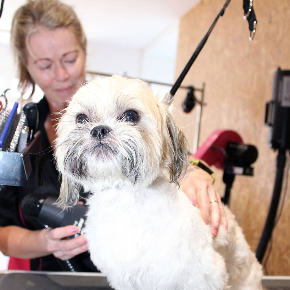 Dog & Cat Grooming Training Courses