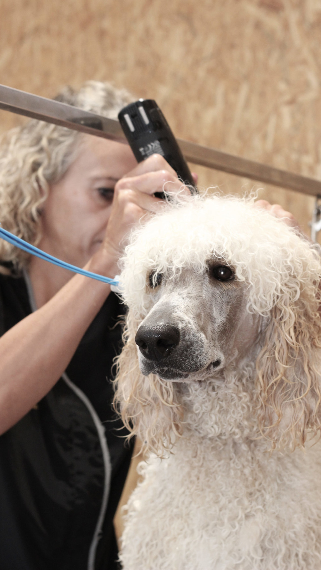 Dog & Cat Grooming Training School