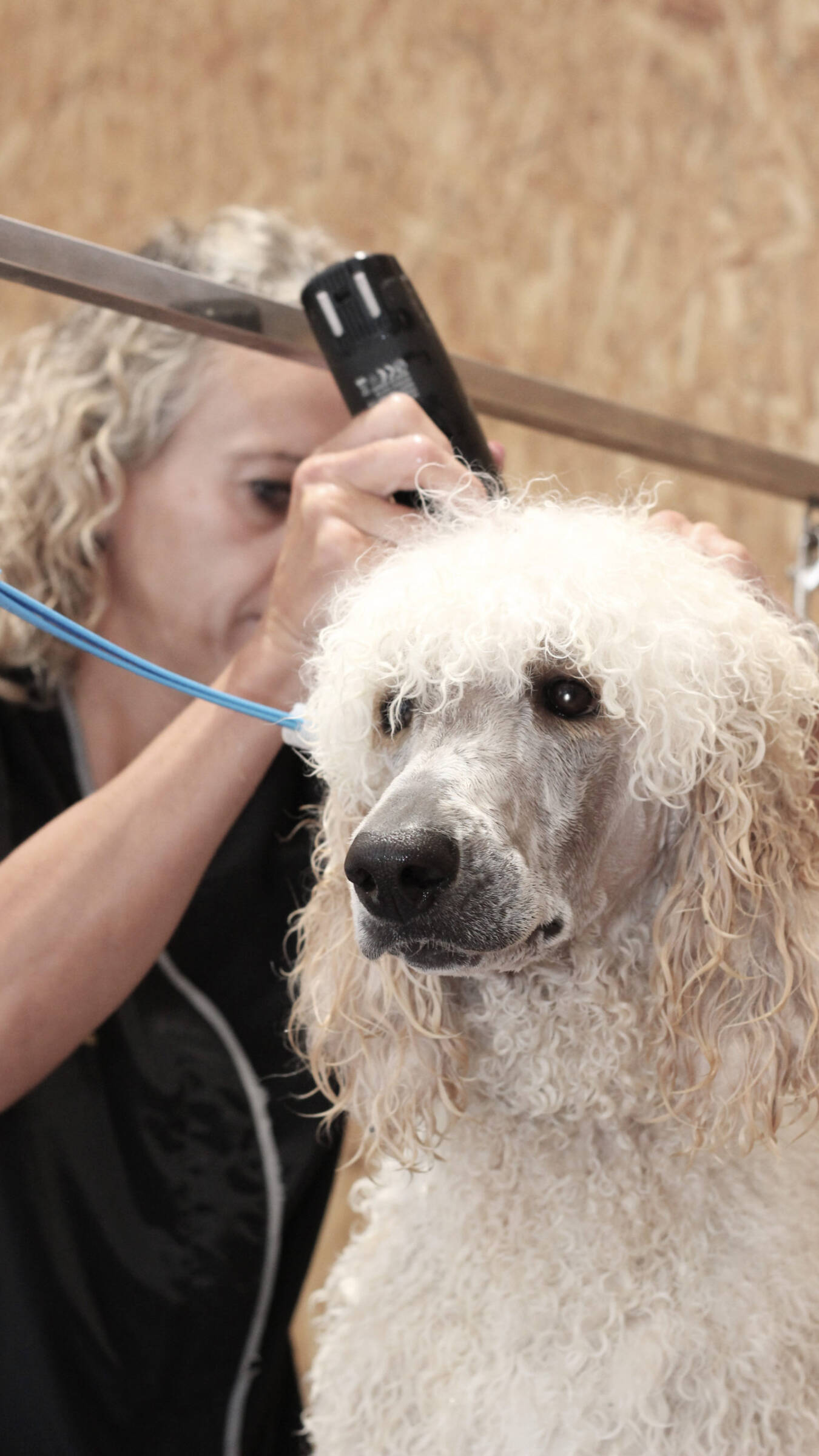 Dog & Cat Grooming Training School