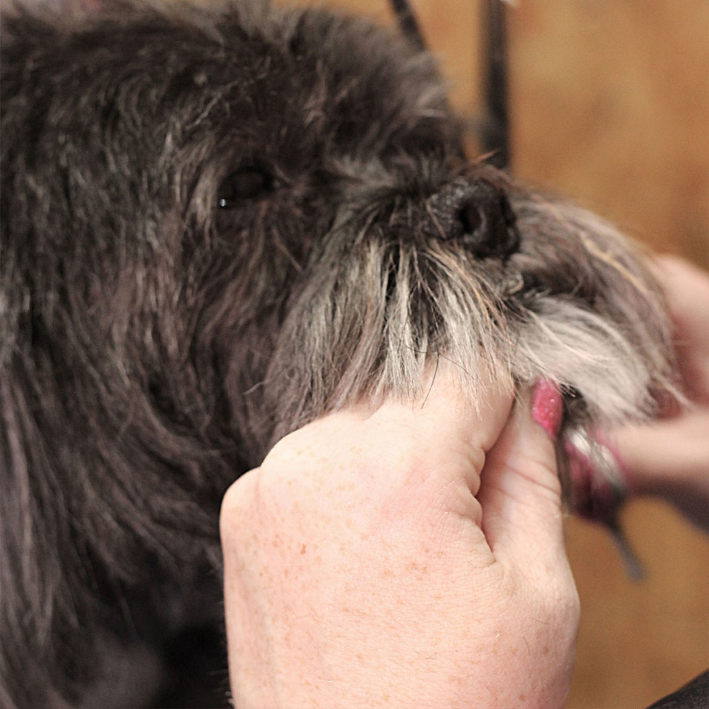 City & Guilds Level 2 Certificate for the Dog Grooming Assistant (30 ...