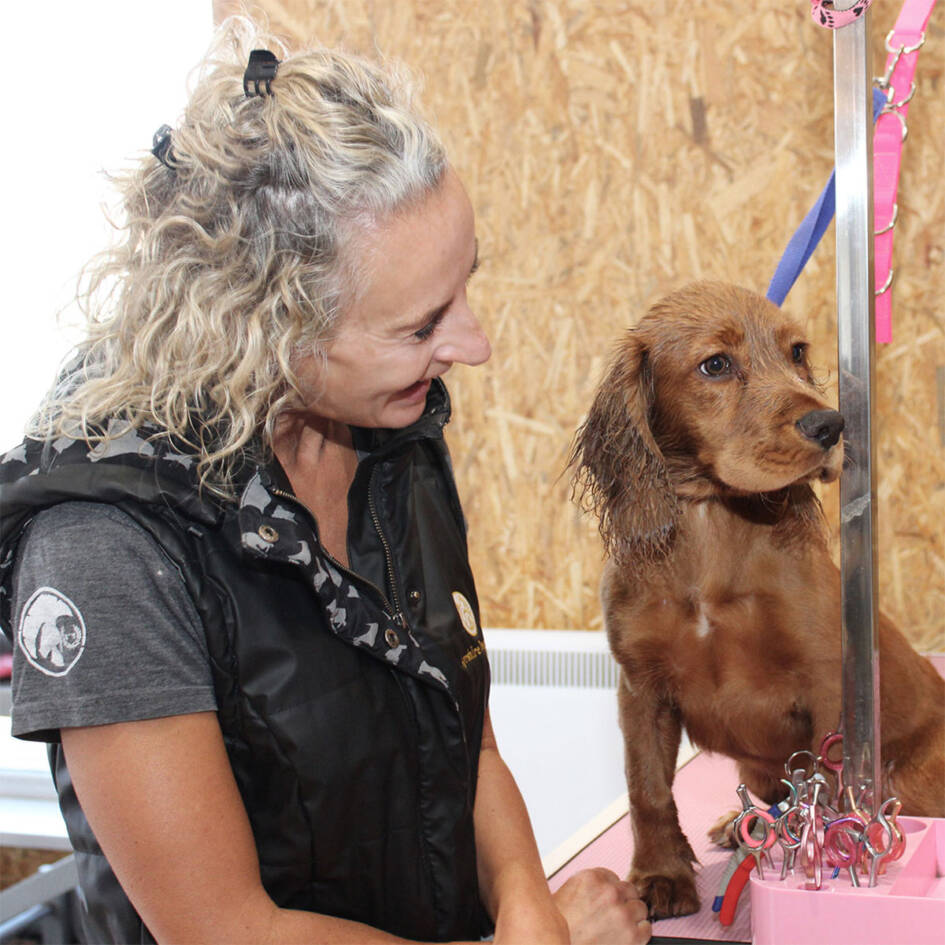 Dog & Cat Grooming Training Courses