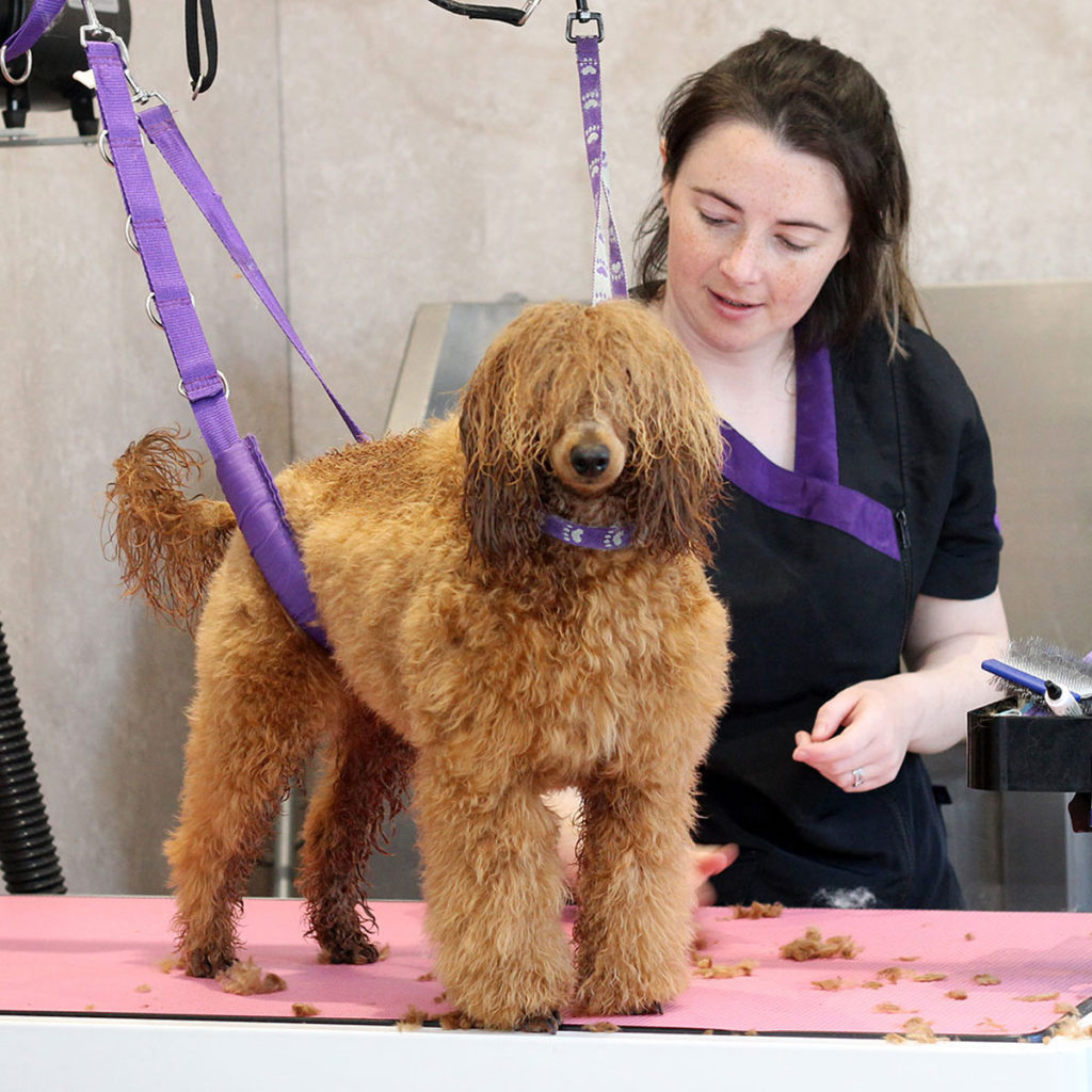 Dog & Cat Grooming Training Courses